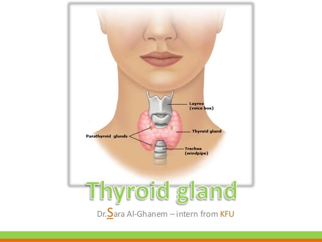 Anatomy of thyroid gland