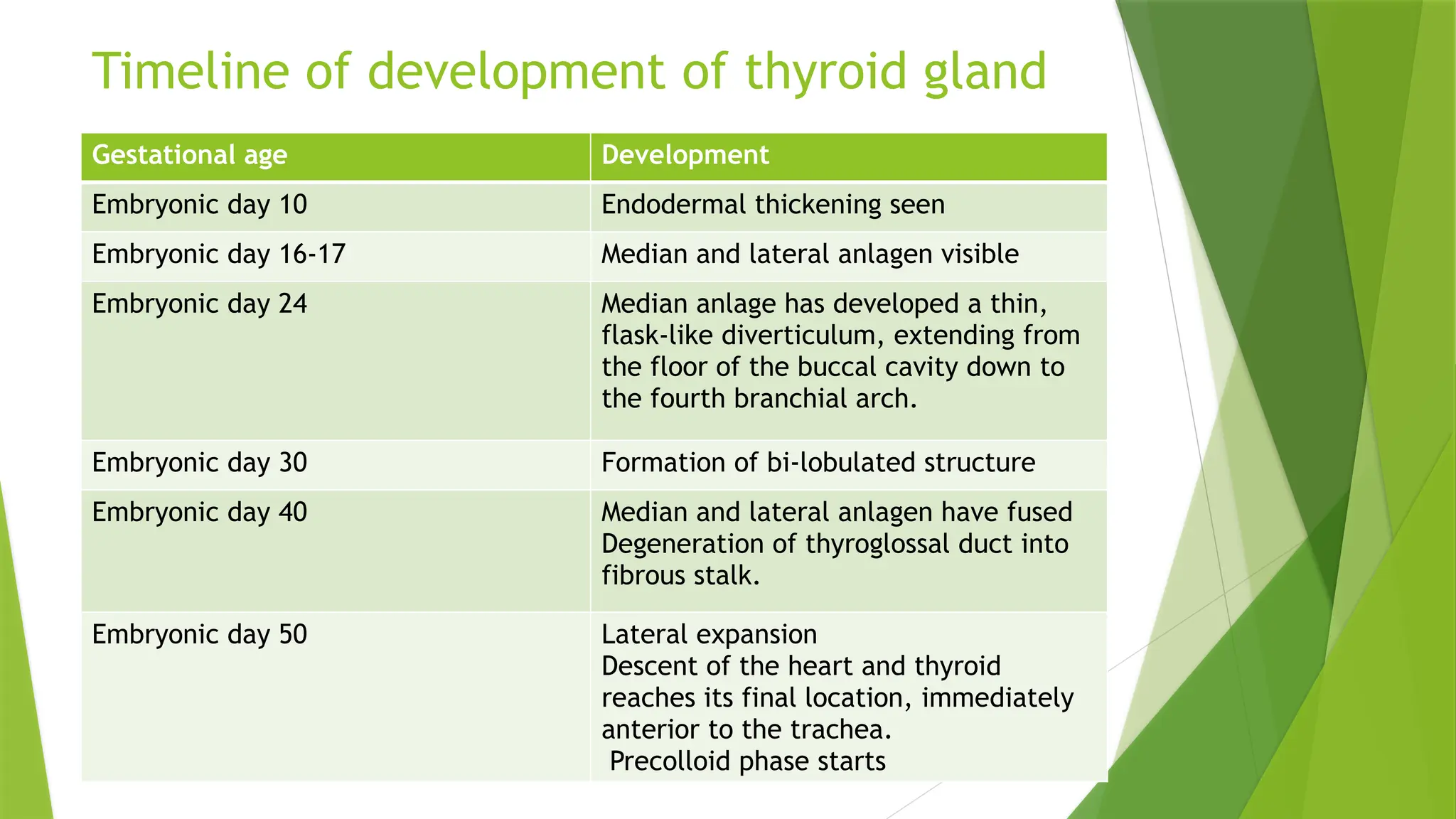 ANATOMY OF THYROID GLAND presentation. Ppt | PPTX