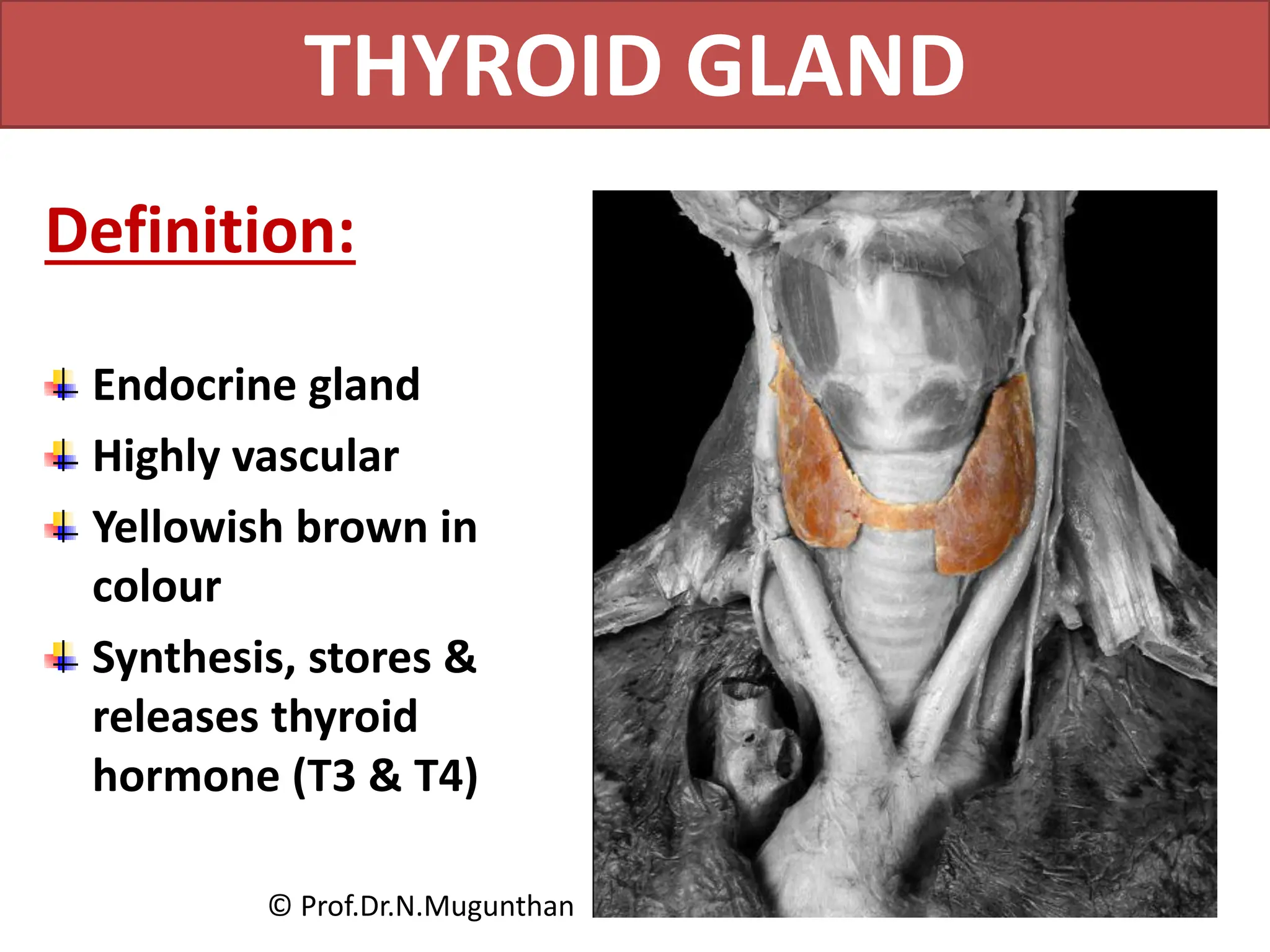 ANATOMY OF THYROID GLAND -Prof. Dr.N.Mugunthan.KMMC