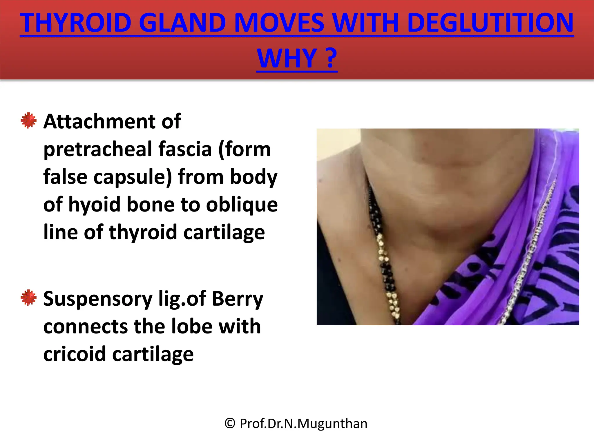 ANATOMY OF THYROID GLAND -Prof. Dr.N.Mugunthan.KMMC