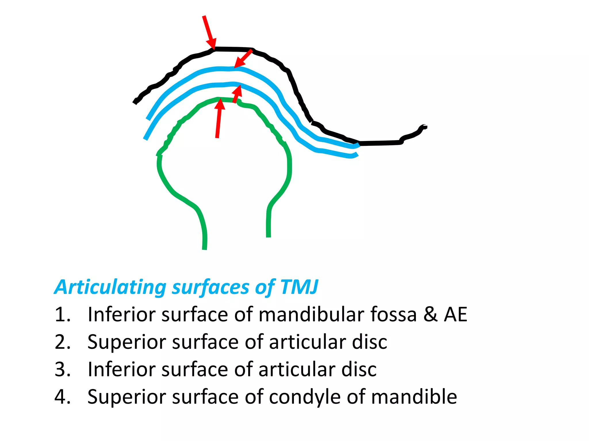 Anatomy of TMJ | PDF