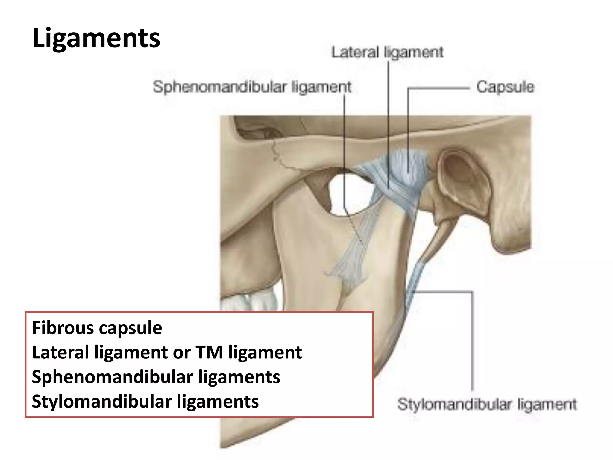 Anatomy of TMJ | PDF