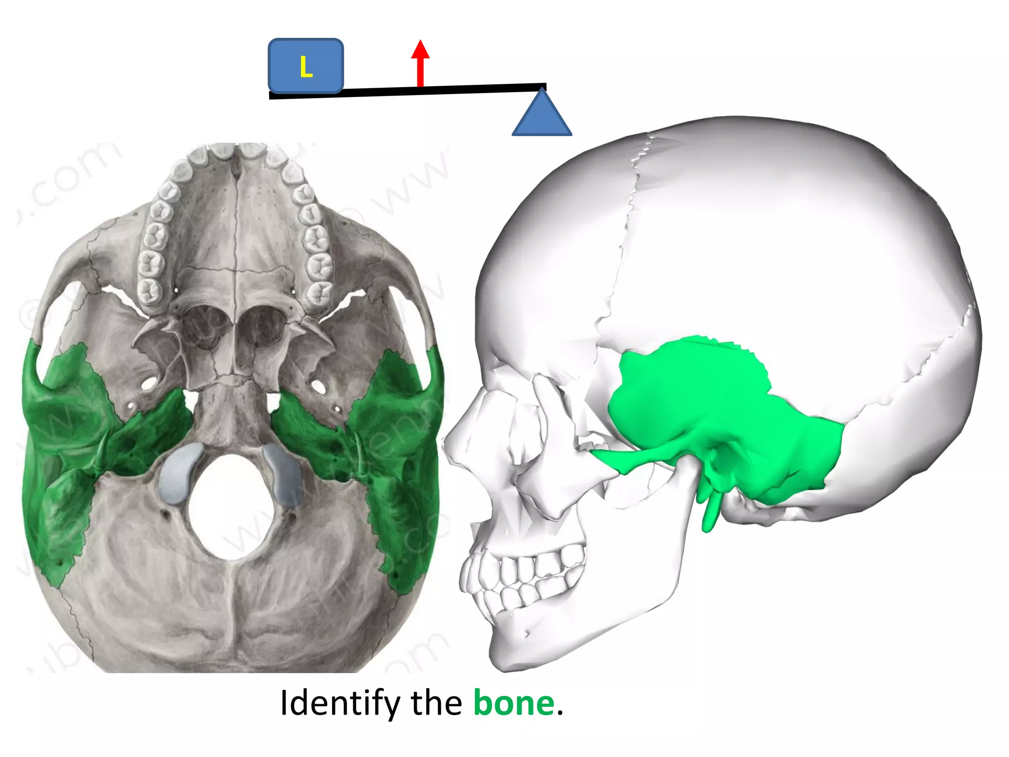 Anatomy of TMJ | PDF