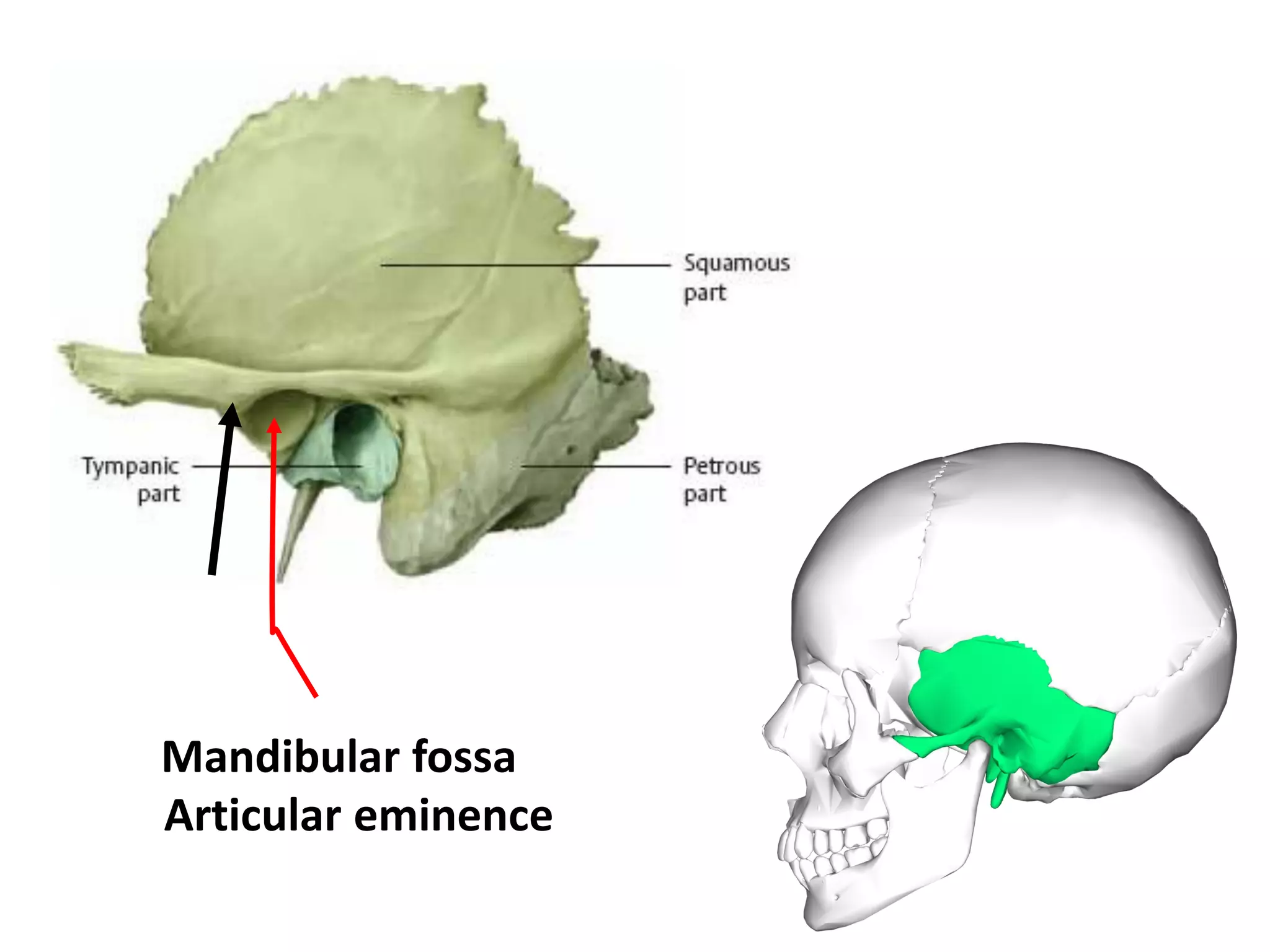 Anatomy of TMJ | PDF