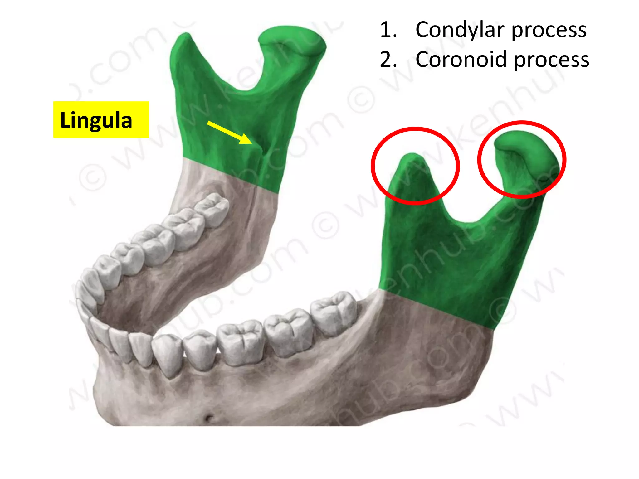 Anatomy of TMJ | PDF