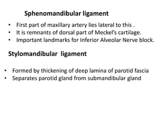 Anatomy of TMJ | PDF