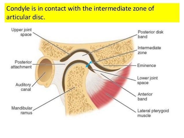 Anatomy Of Tmj