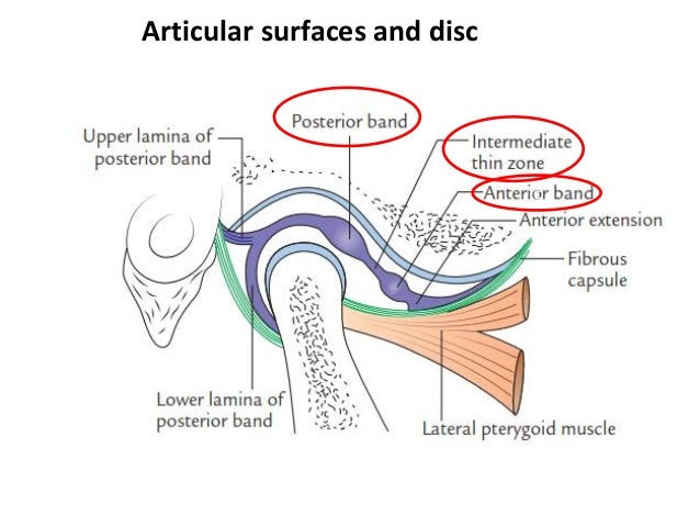 Anatomy of TMJ