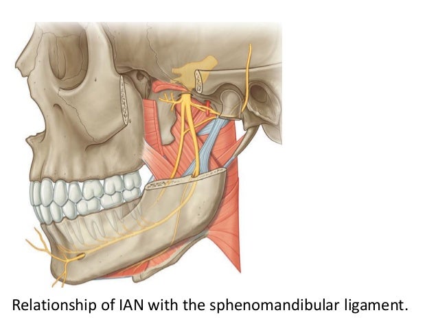 Anatomy of TMJ