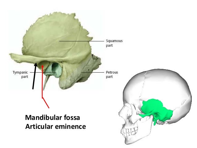 Anatomy of TMJ