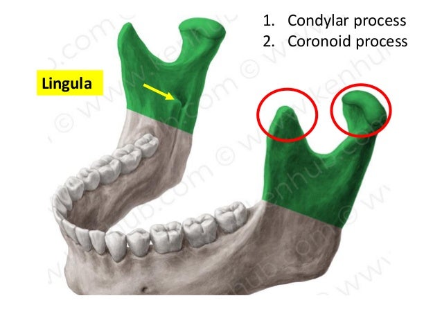 Anatomy of TMJ