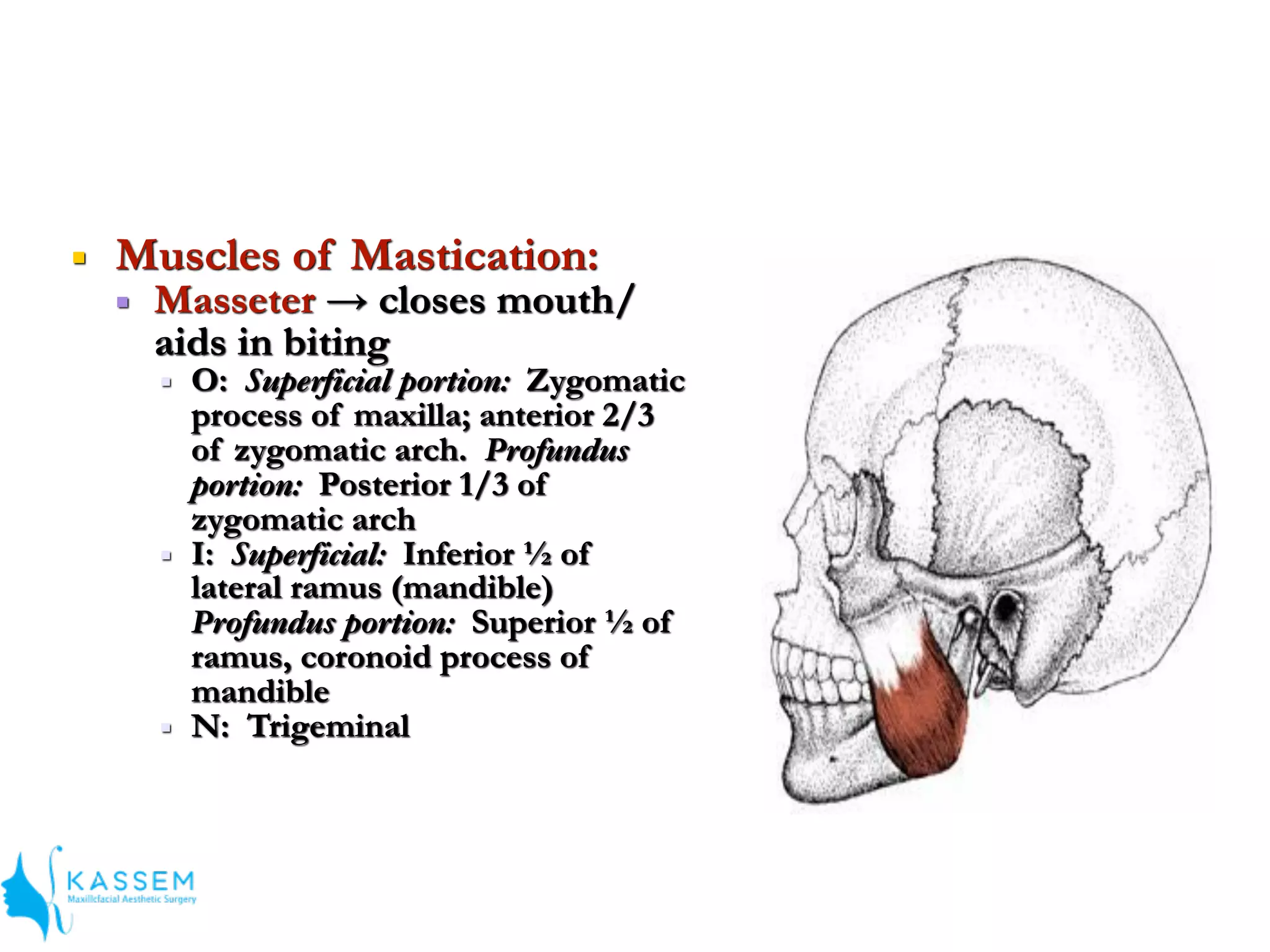 Anatomy of tmj | PDF | Death, Injury, or Military Conflict | Sensitive ...