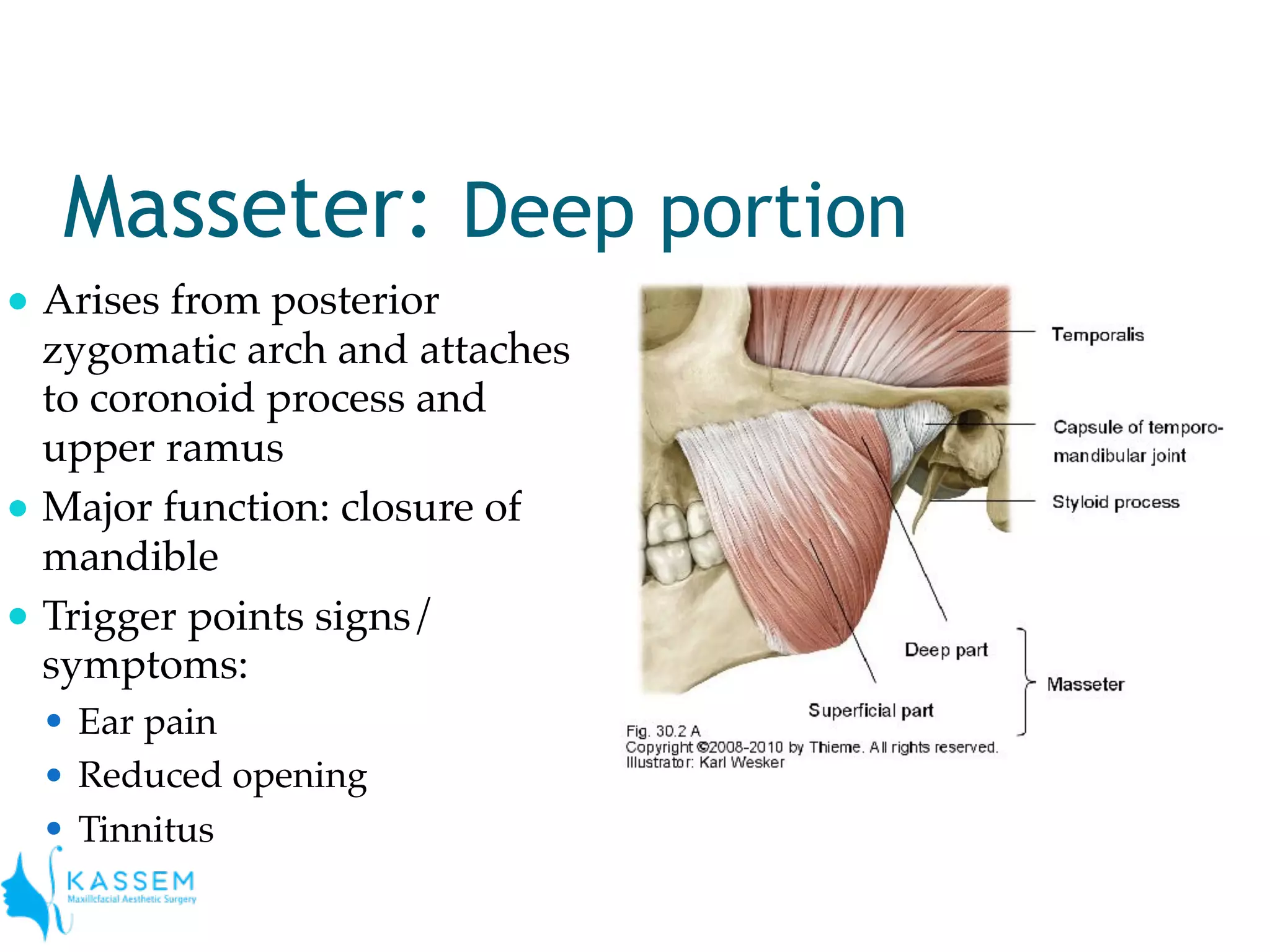 Anatomy of tmj | PDF