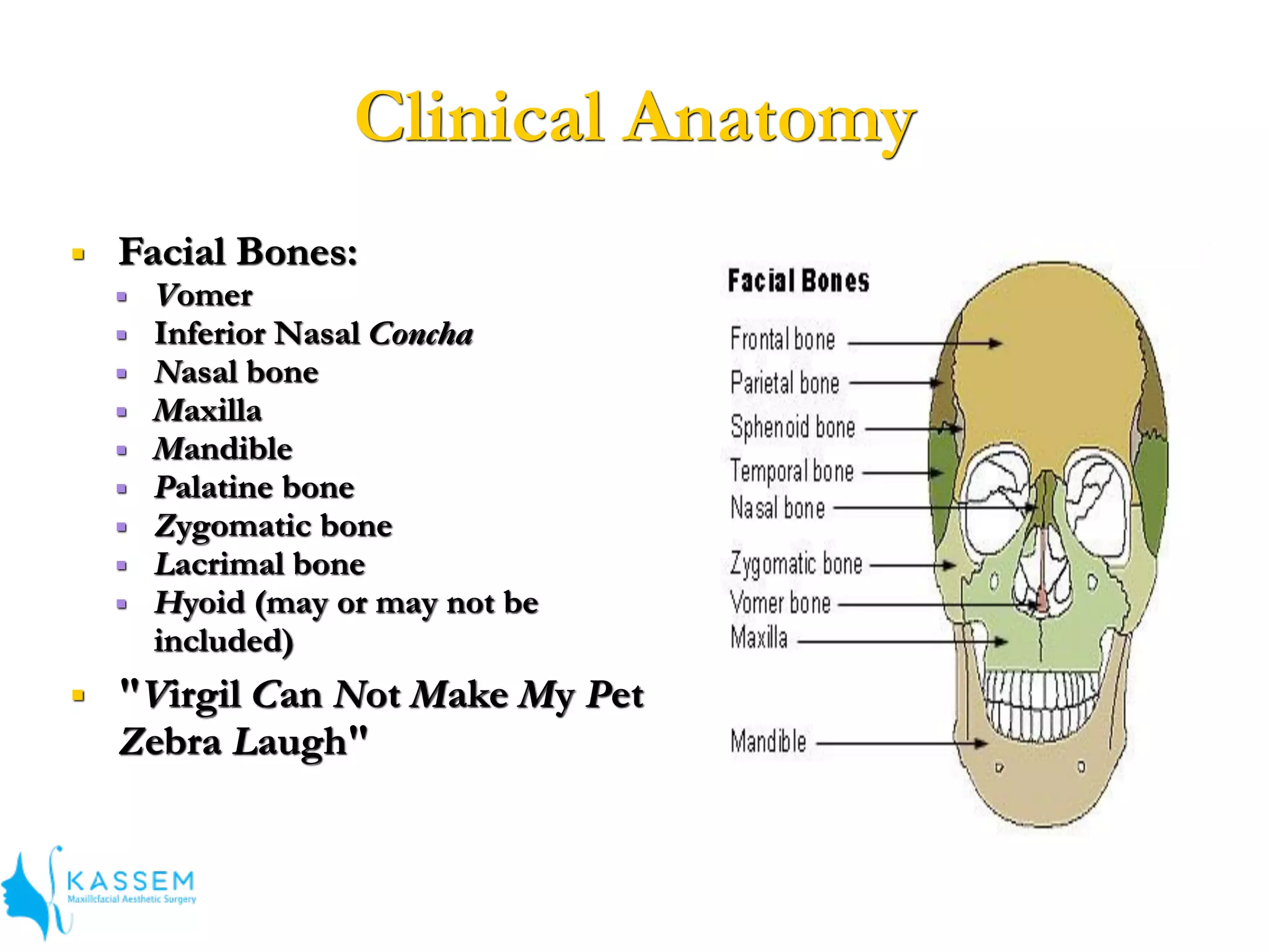 Anatomy of tmj | PDF