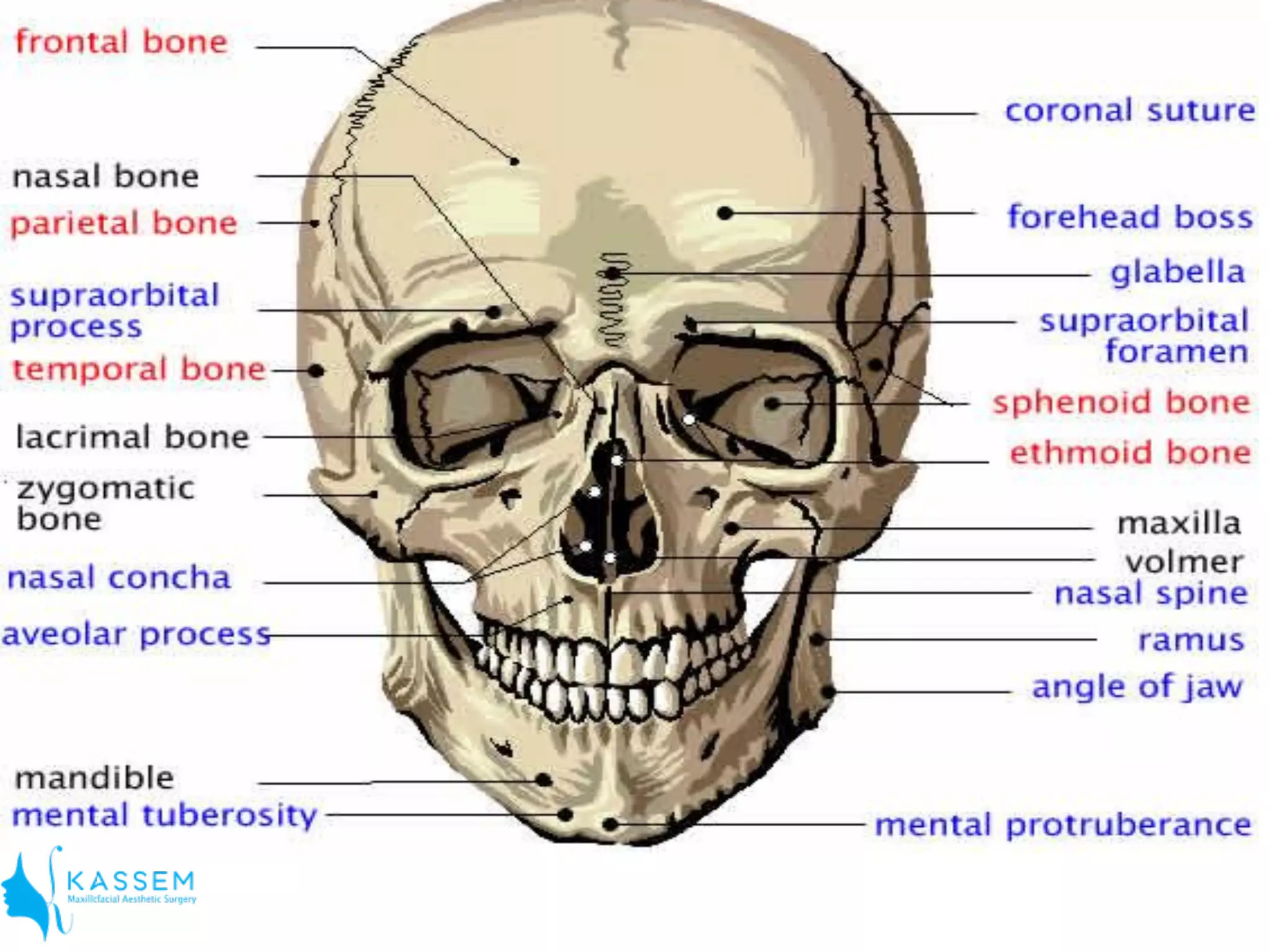 Anatomy of tmj | PDF