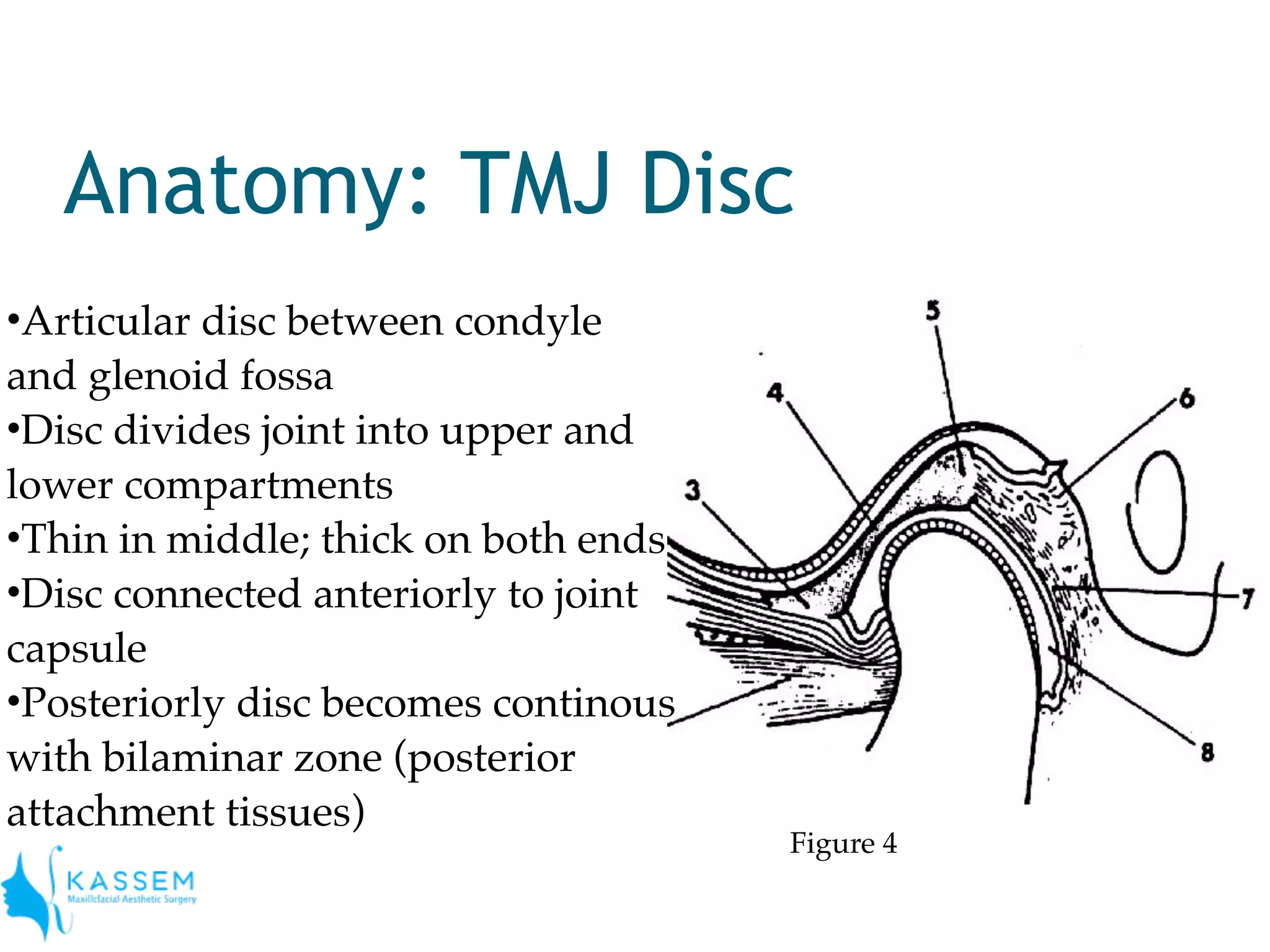 Anatomy of tmj | PDF | Death, Injury, or Military Conflict | Sensitive Topics