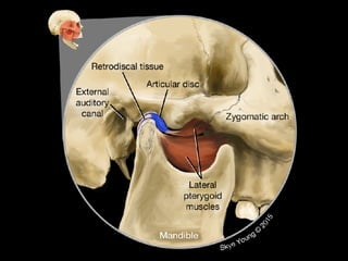 Anatomy of tmj | PDF