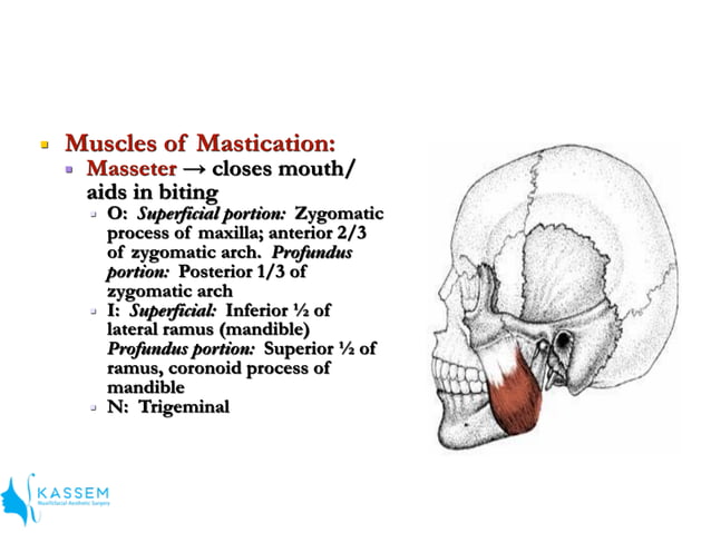 Anatomy of tmj | PDF | Death, Injury, or Military Conflict | Sensitive ...