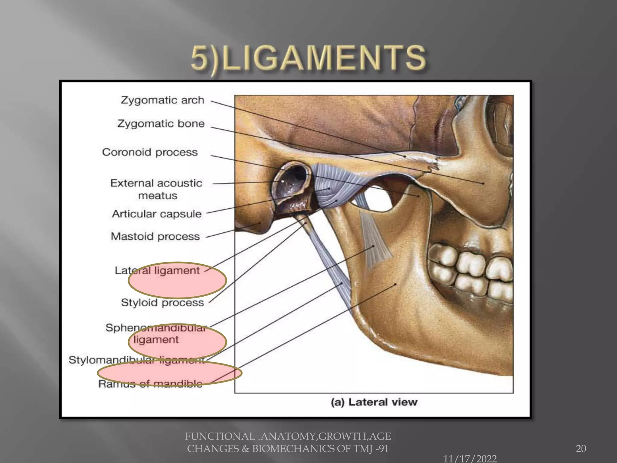 anatomy of tmj.pptx