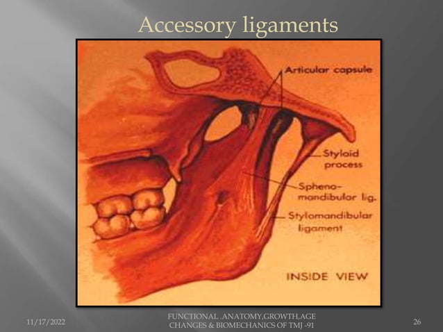 anatomy of tmj.pptx