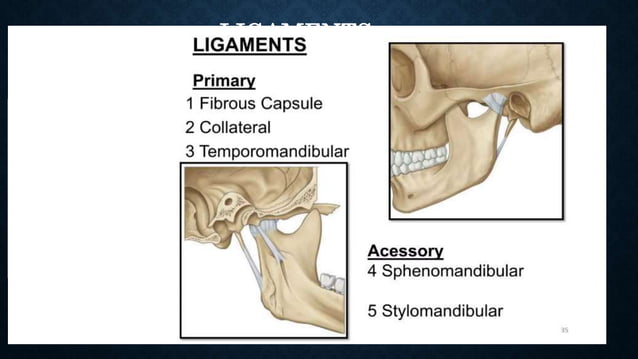 ANATOMY OF TMJ AND ITS ROLE IN PROSTHODONTICS.pptx | Bone and Joint ...