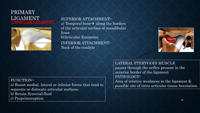 ANATOMY OF TMJ AND ITS ROLE IN PROSTHODONTICS.pptx | Bone and Joint ...