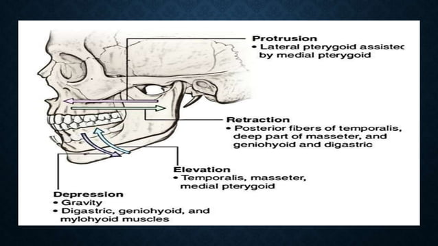 ANATOMY OF TMJ AND ITS ROLE IN PROSTHODONTICS.pptx | Bone and Joint ...