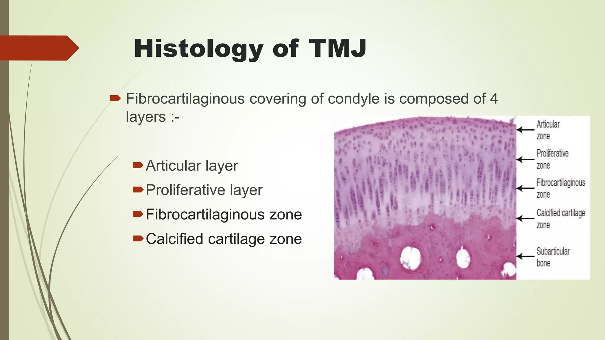 Anatomy of TMJ & its applied anatomy.pptx