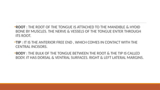 ANATOMY OF TONGUE presentation otorhinolaryngology | PPTX