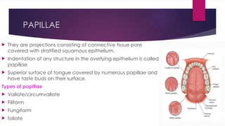ANATOMY OF TONGUE.pptxxxxxxxxxxxxxxxxxxx | PPTX