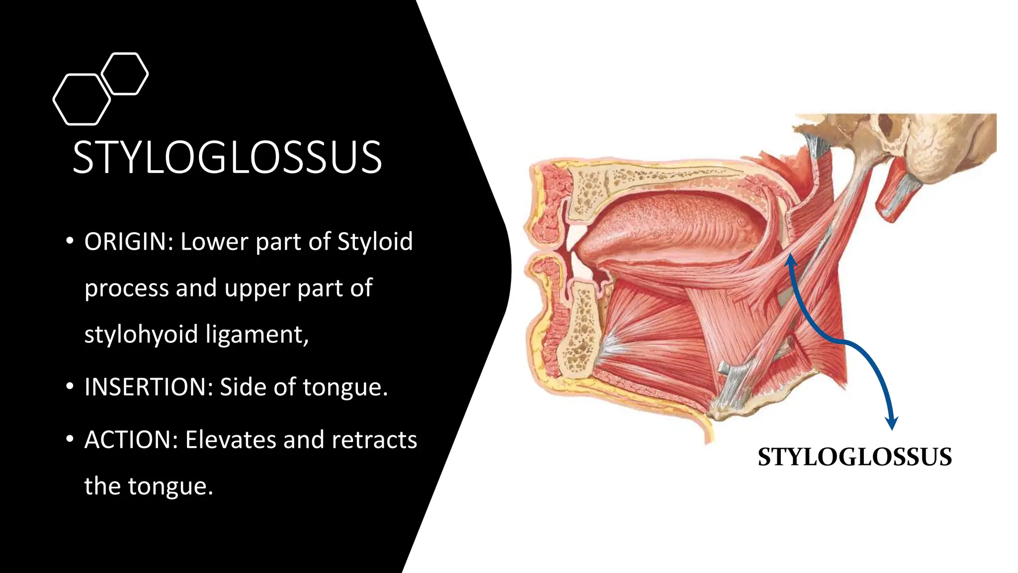 Anatomy of Tongue - Part 2.pptx