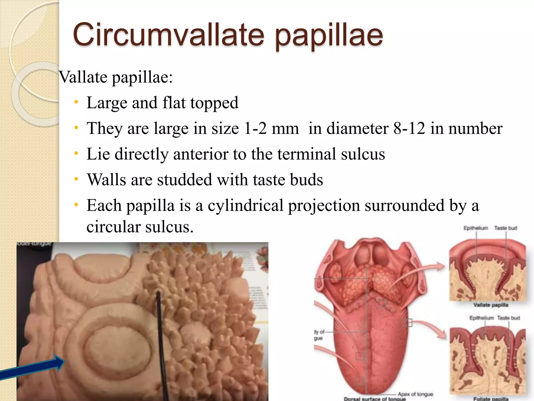 Anatomy of tongue & its applied aspects | PPTX
