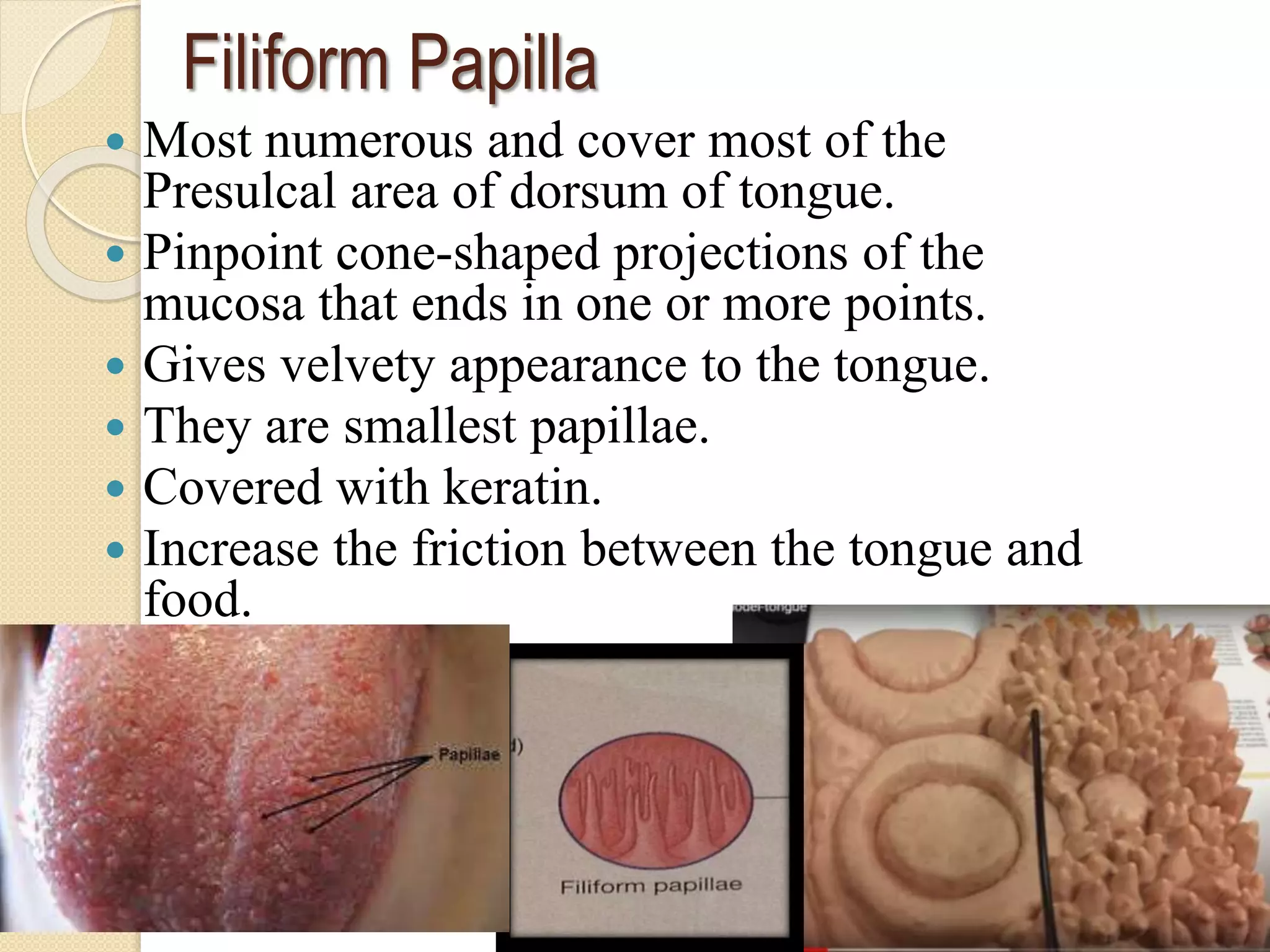 Anatomy of tongue & its applied aspects | PPTX
