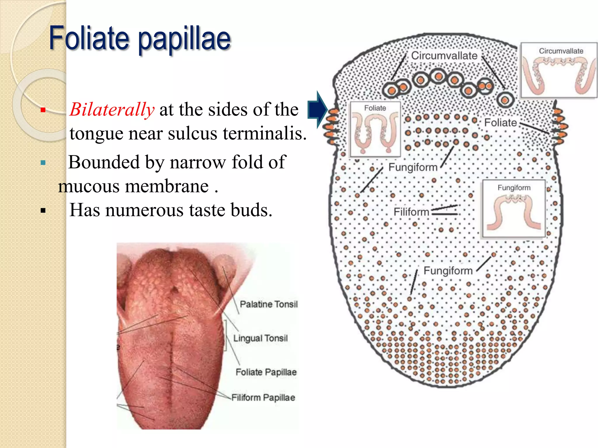 Anatomy of tongue & its applied aspects | PPTX