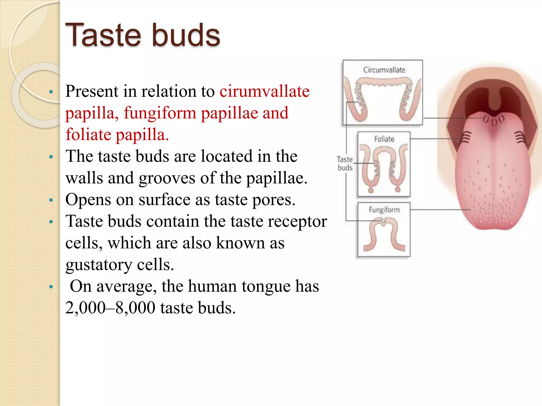 Anatomy of tongue & its applied aspects | PPTX