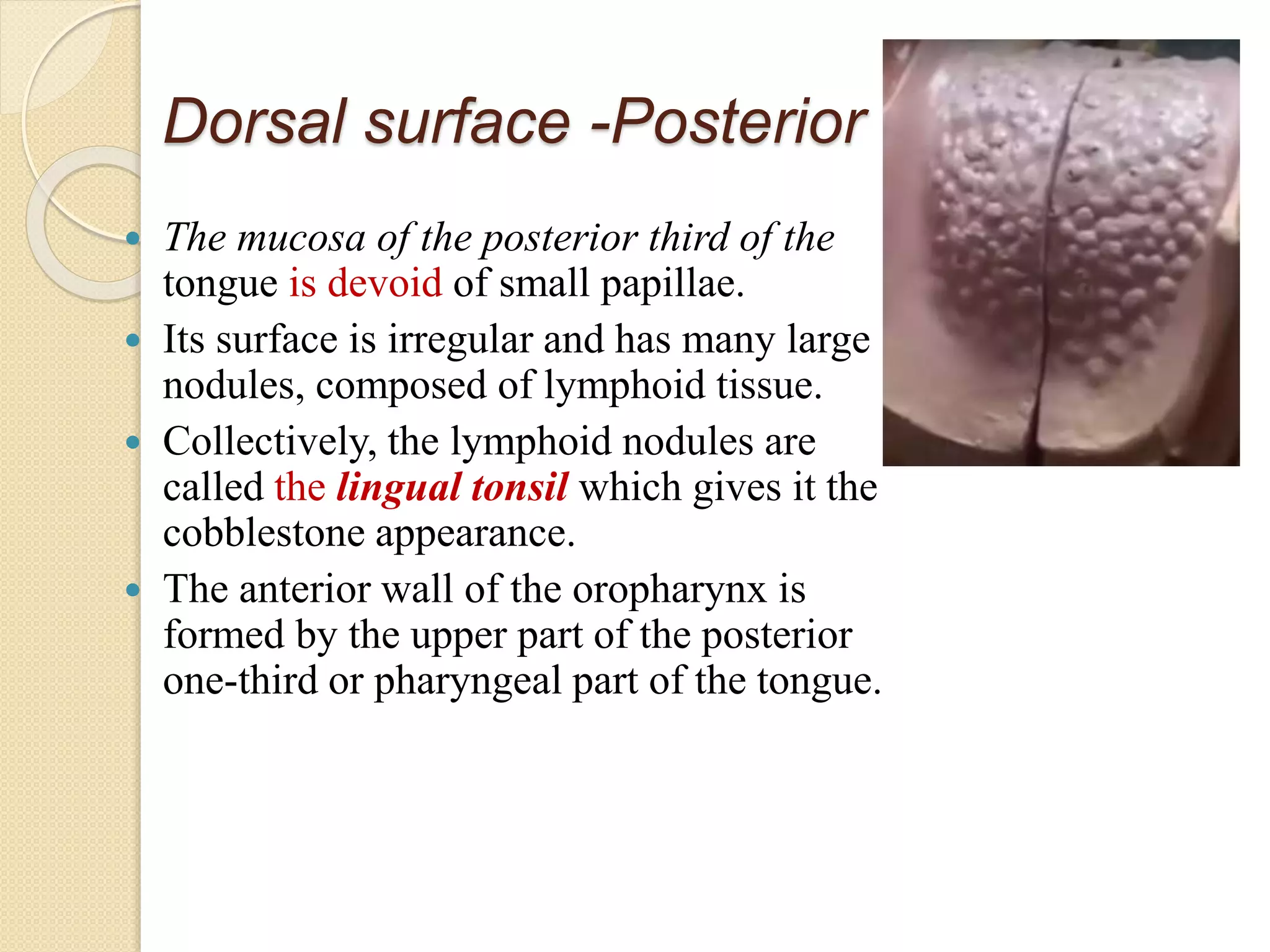 Anatomy of tongue & its applied aspects | PPTX