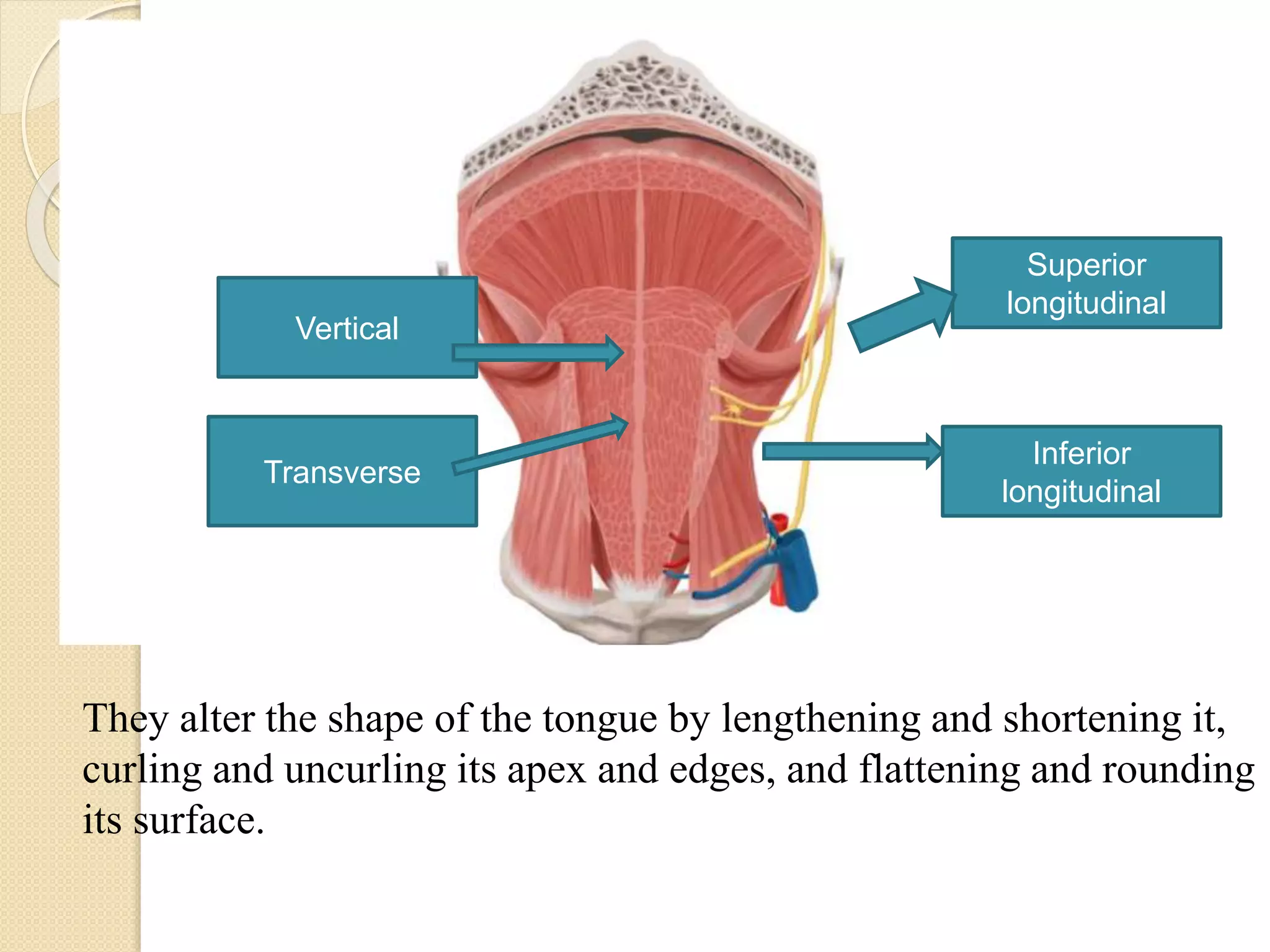 Anatomy of tongue & its applied aspects | PPTX