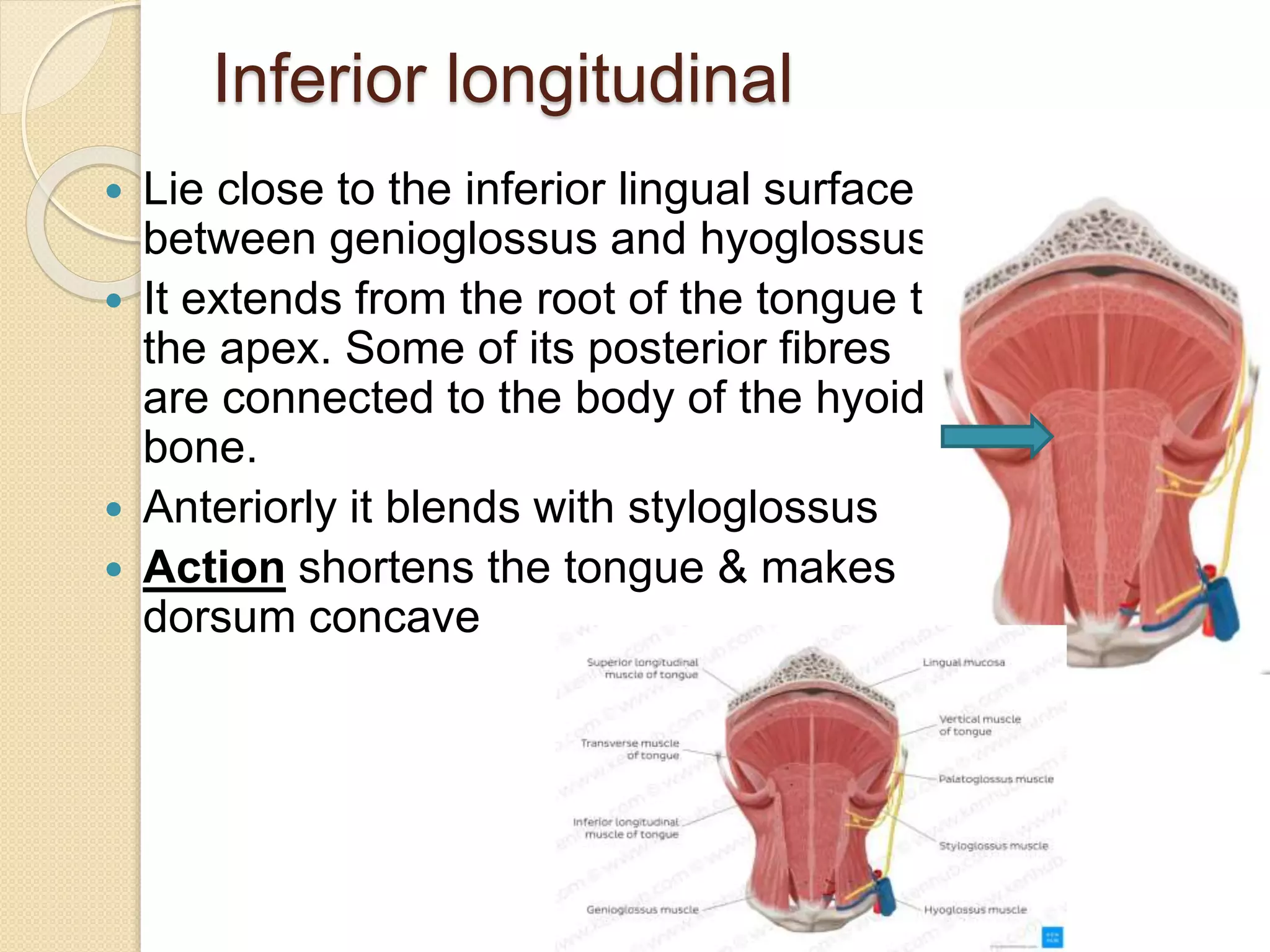 Anatomy of tongue & its applied aspects | PPTX