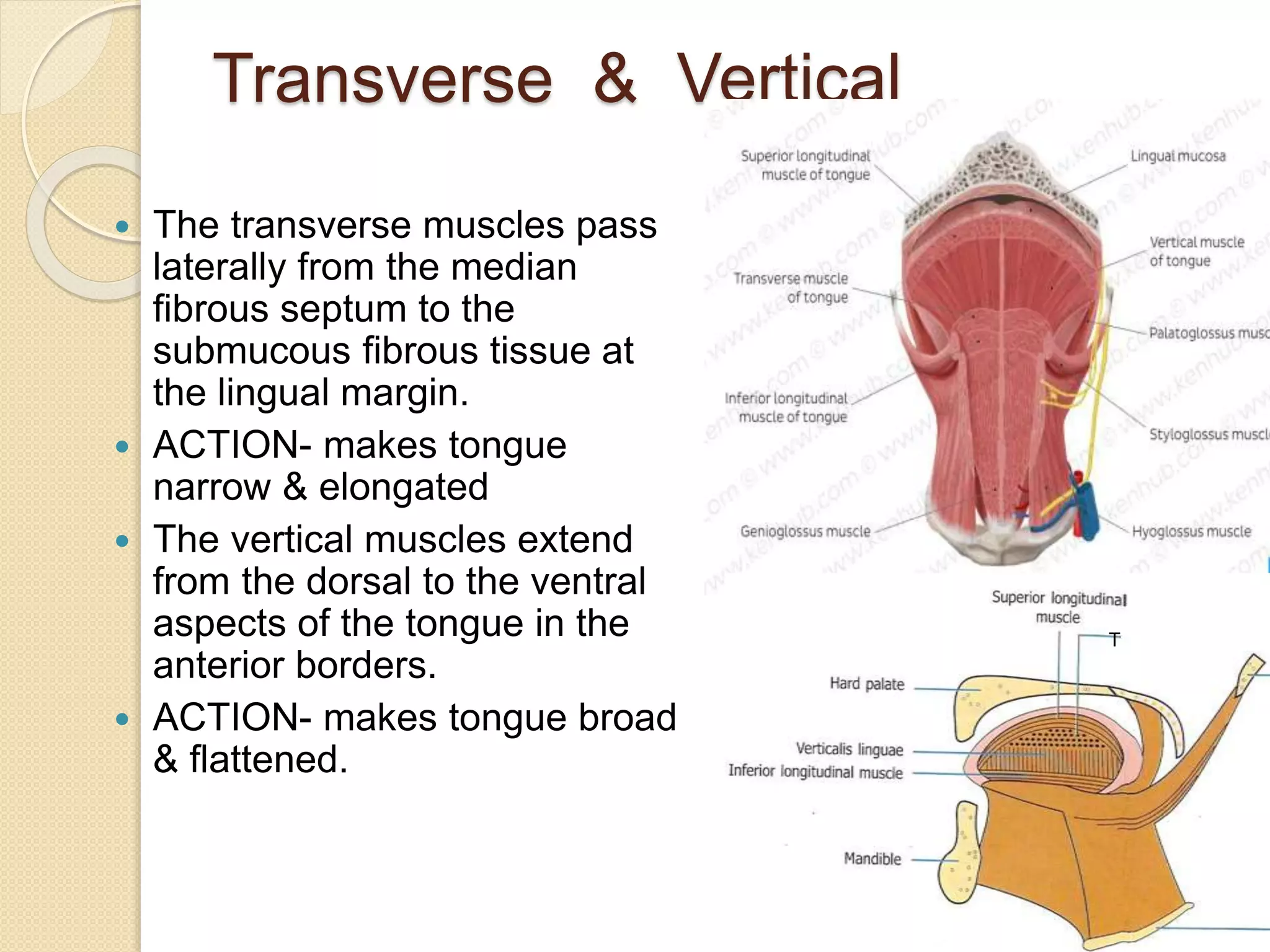 Anatomy of tongue & its applied aspects | PPTX