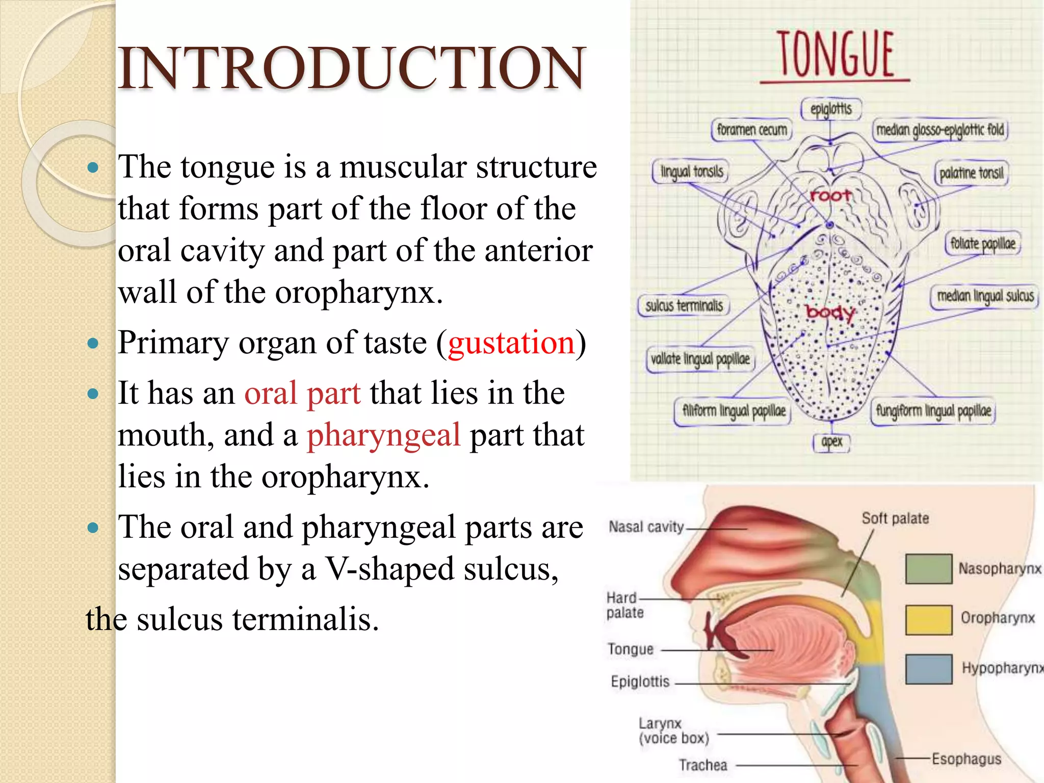 Anatomy of tongue & its applied aspects | PPTX