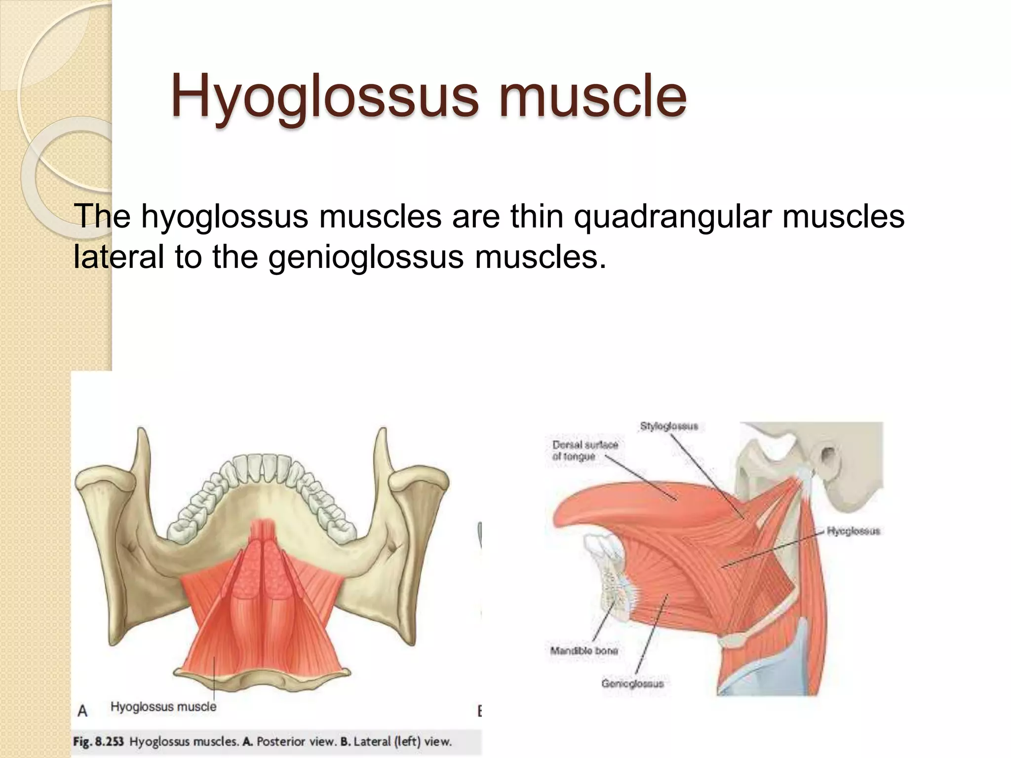 Anatomy of tongue & its applied aspects | PPTX