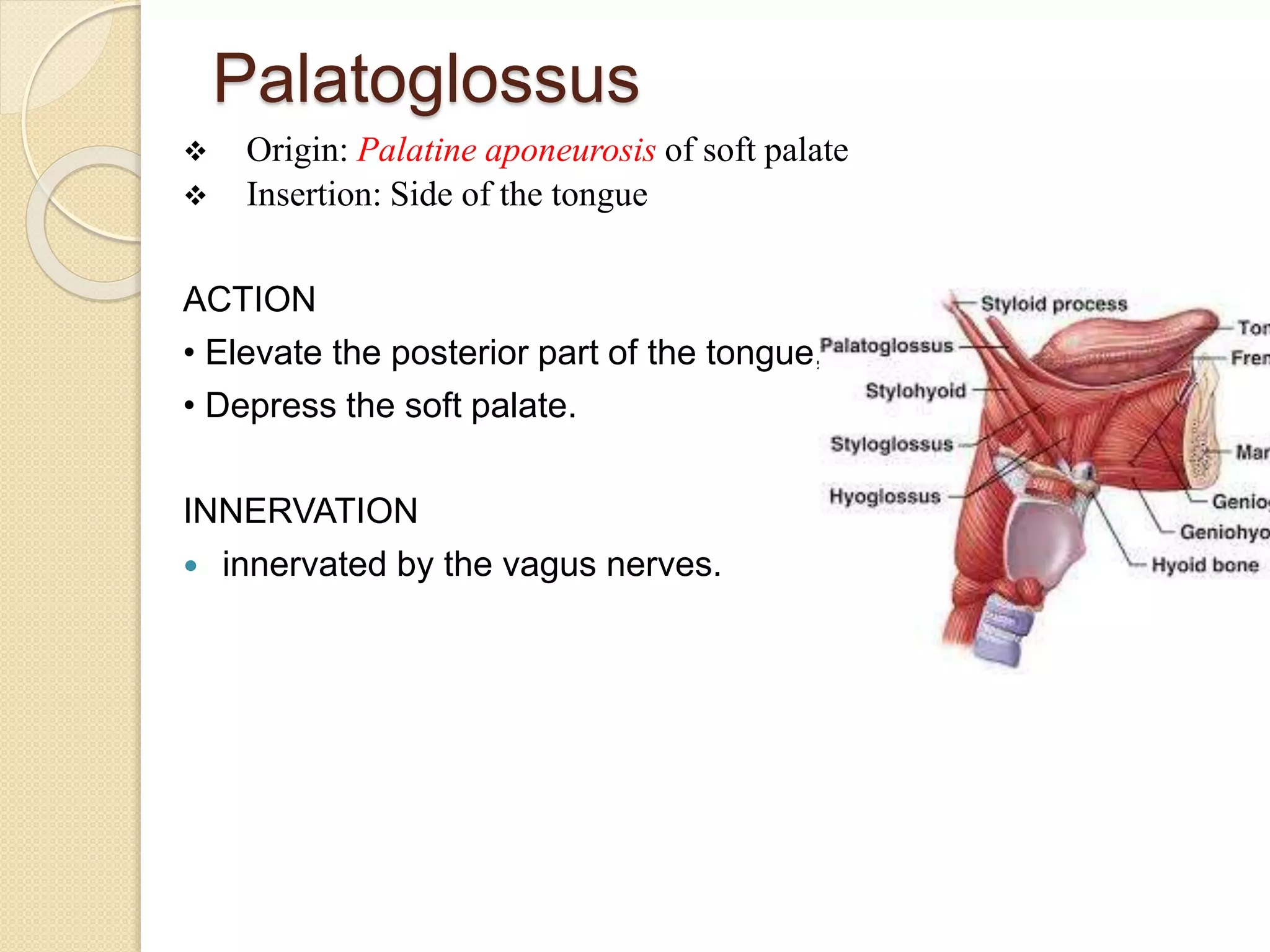 Anatomy of tongue & its applied aspects | PPTX