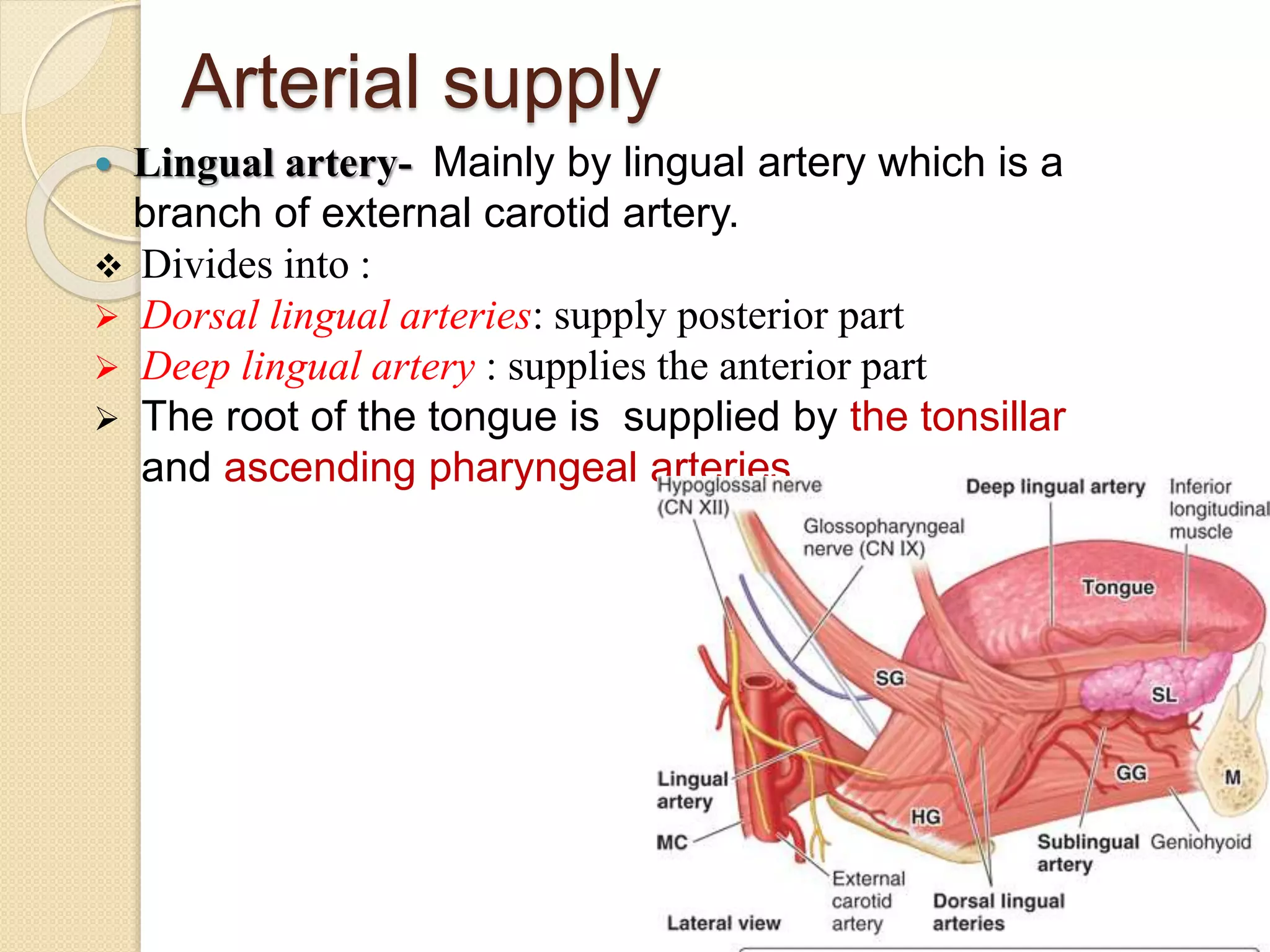 Anatomy of tongue & its applied aspects | PPTX