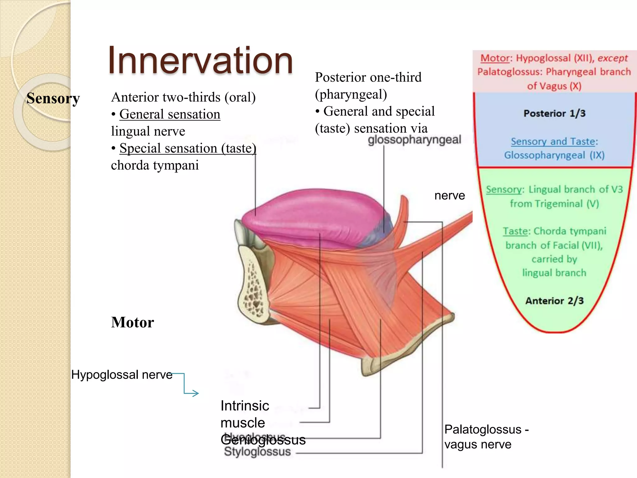 Anatomy of tongue & its applied aspects | PPTX