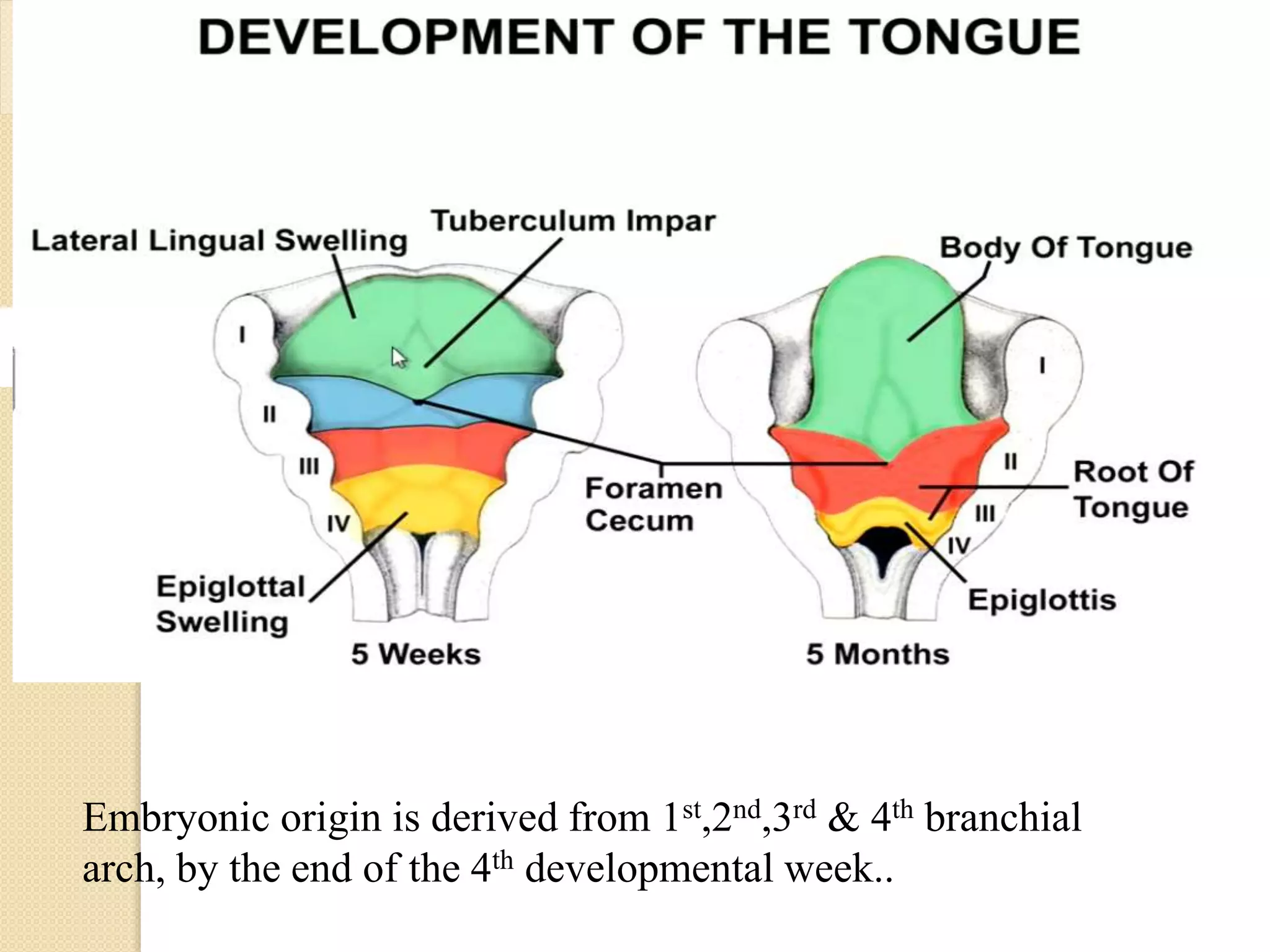 Anatomy of tongue & its applied aspects | PPTX