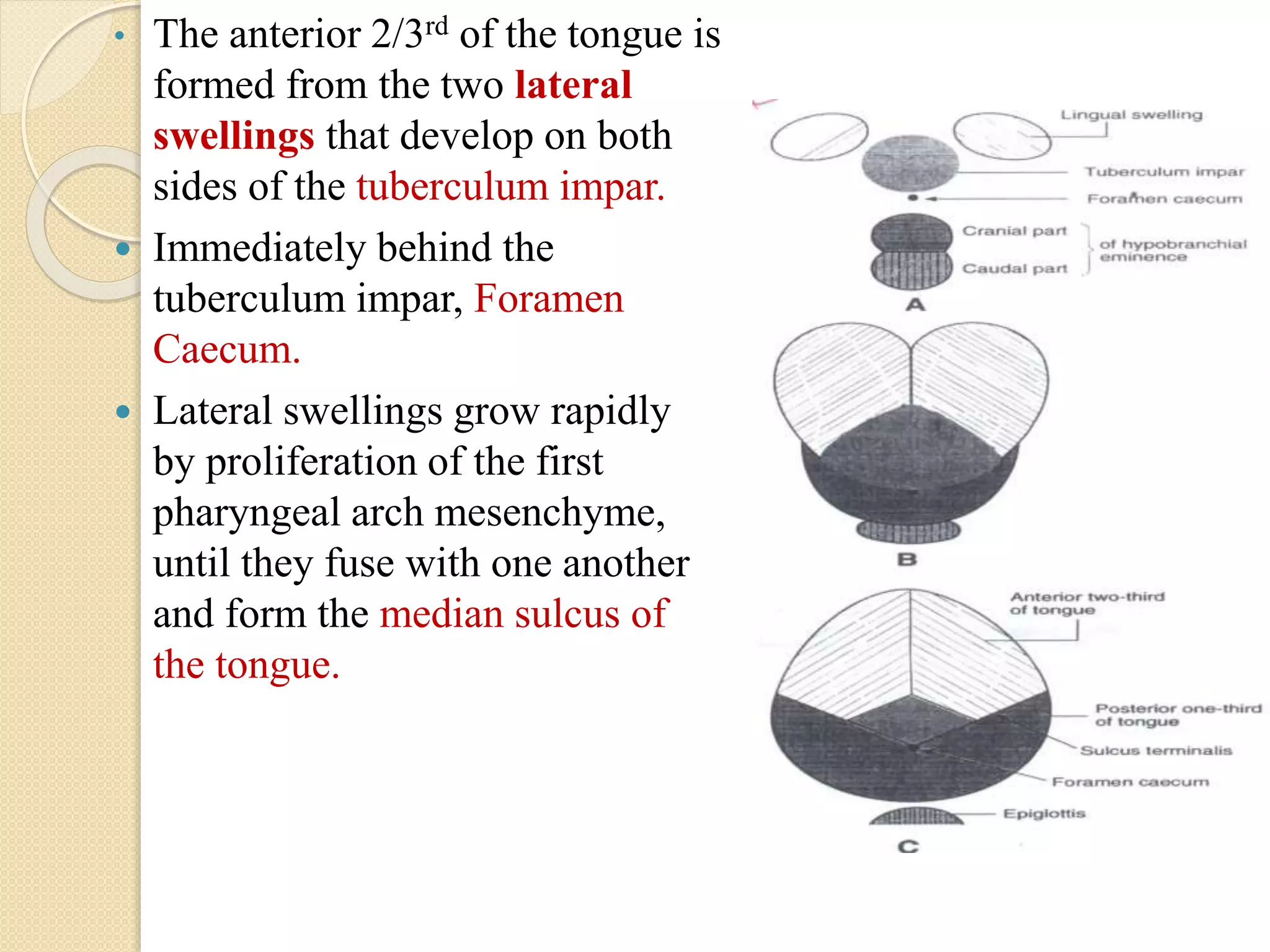 Anatomy of tongue & its applied aspects | PPTX