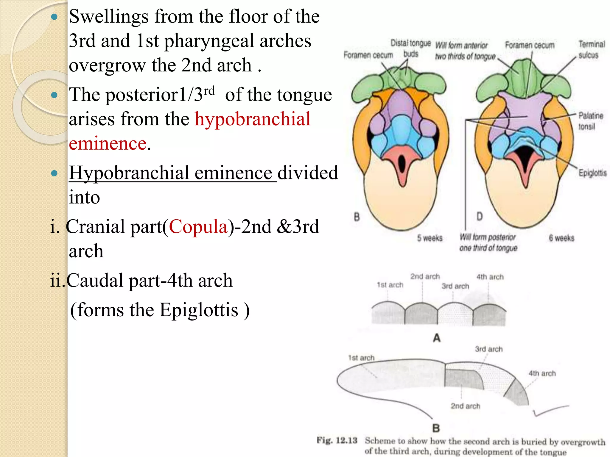 Anatomy of tongue & its applied aspects | PPTX