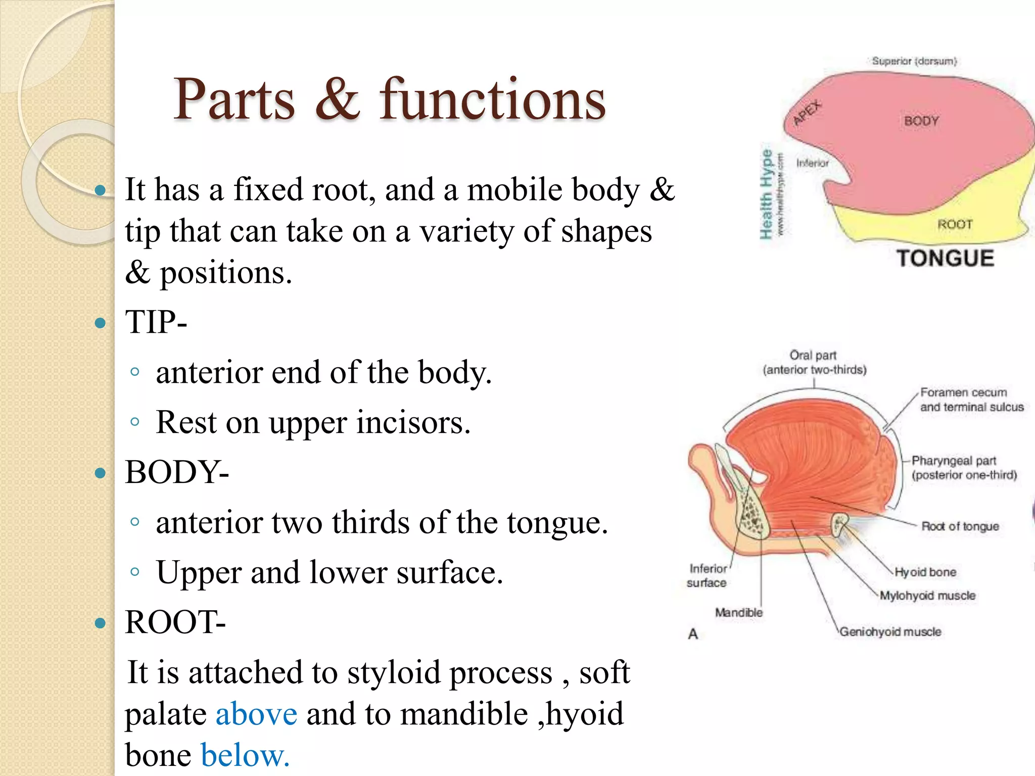 Anatomy of tongue & its applied aspects | PPTX