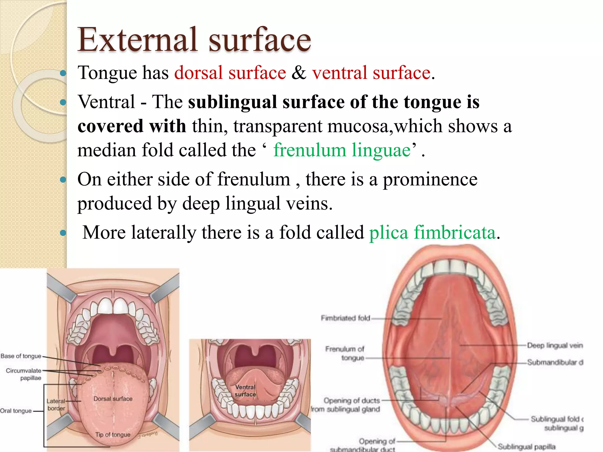 Anatomy of tongue & its applied aspects | PPTX