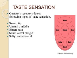 Anatomy of tongue & its applied aspects | PPTX